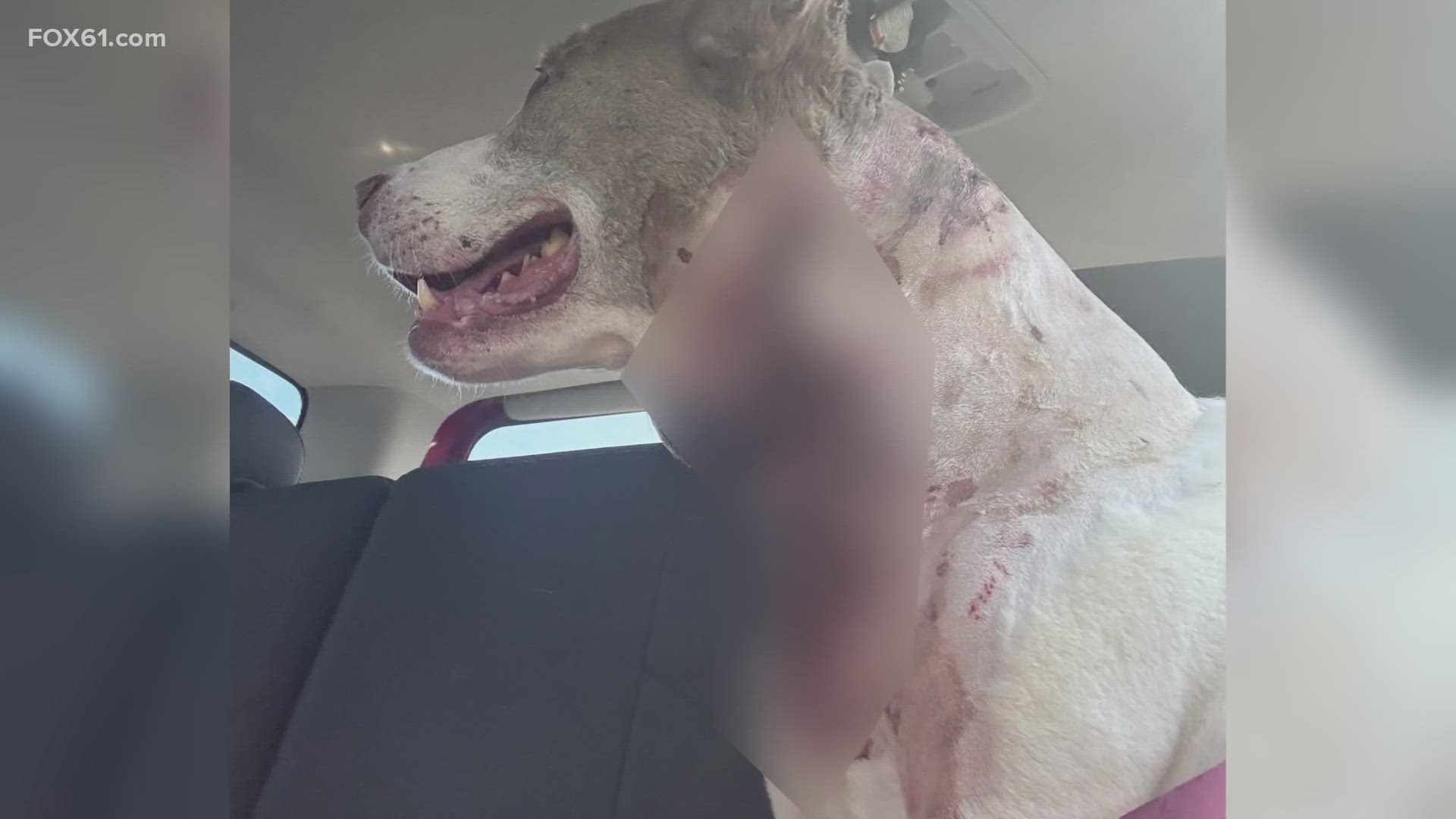 Bear attack in Connecticut leaves dog with torn neck | fox61.com