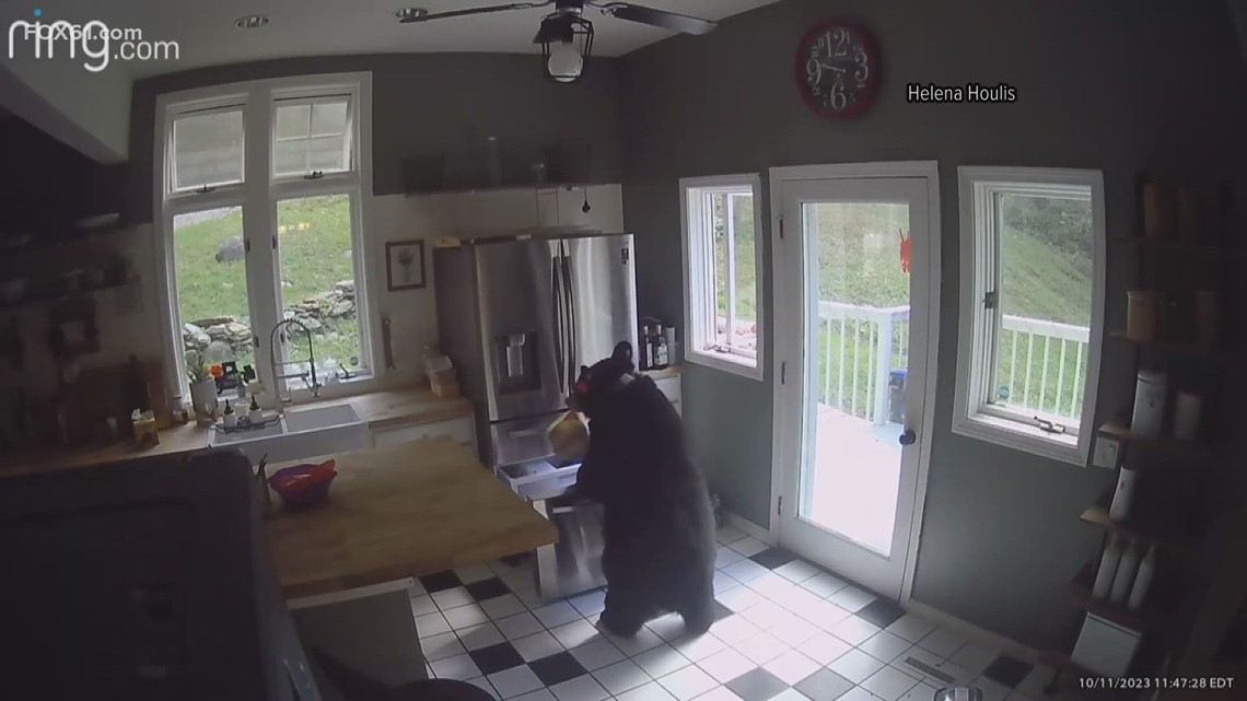 Bear raids kitchen refrigerator in Connecticut | fox61.com