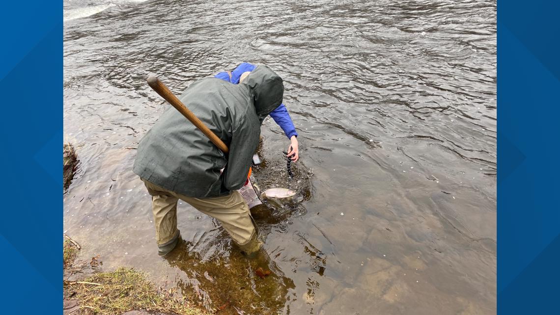 Conn. DEEP stocking up waterways with fish | fox61.com