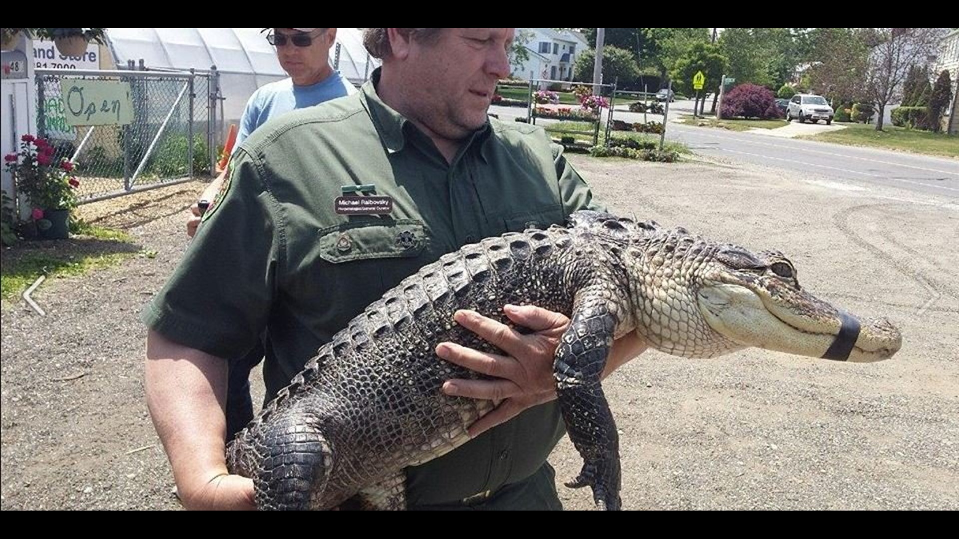 Six-foot alligator gets new home | fox61.com