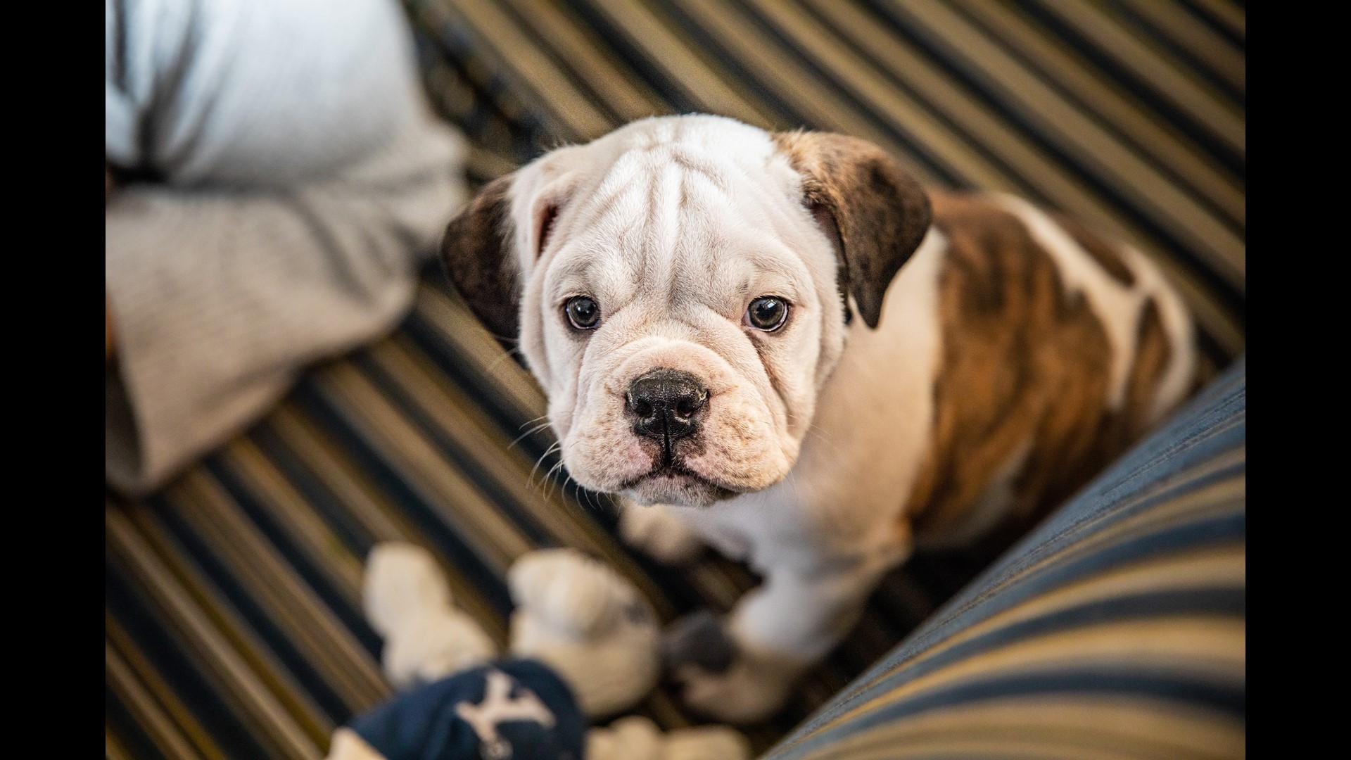 Yale University crowns new Handsome Dan mascot | fox61.com