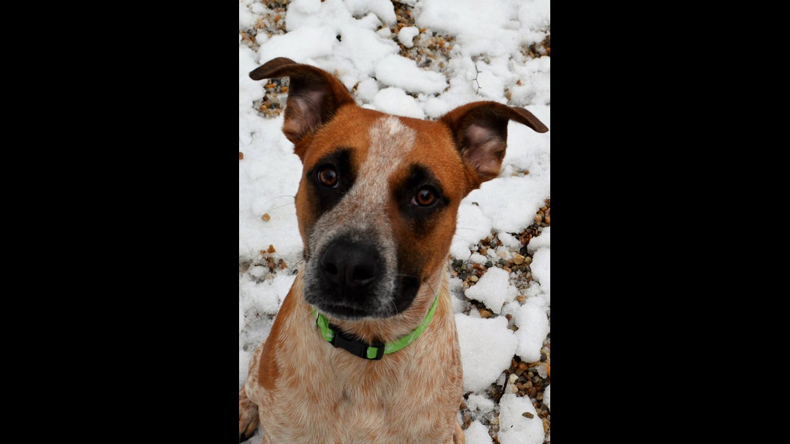 Middlebury animal rescue reducing adoption fee in hopes of clearing ...