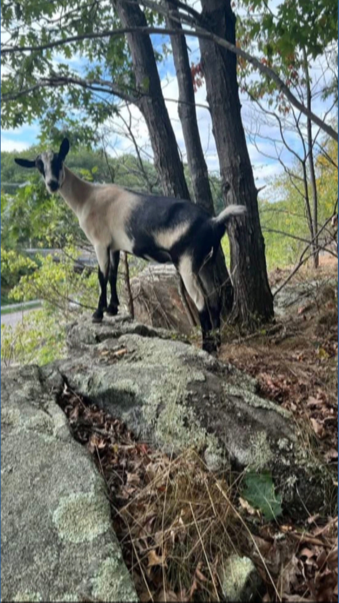 Connecticut goats escape from farm, settle near I-95 and gain online ...