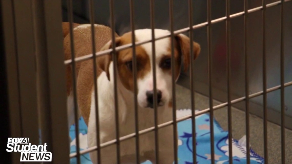 Connecticut Humane Society helps animals in need find new homes | fox61.com