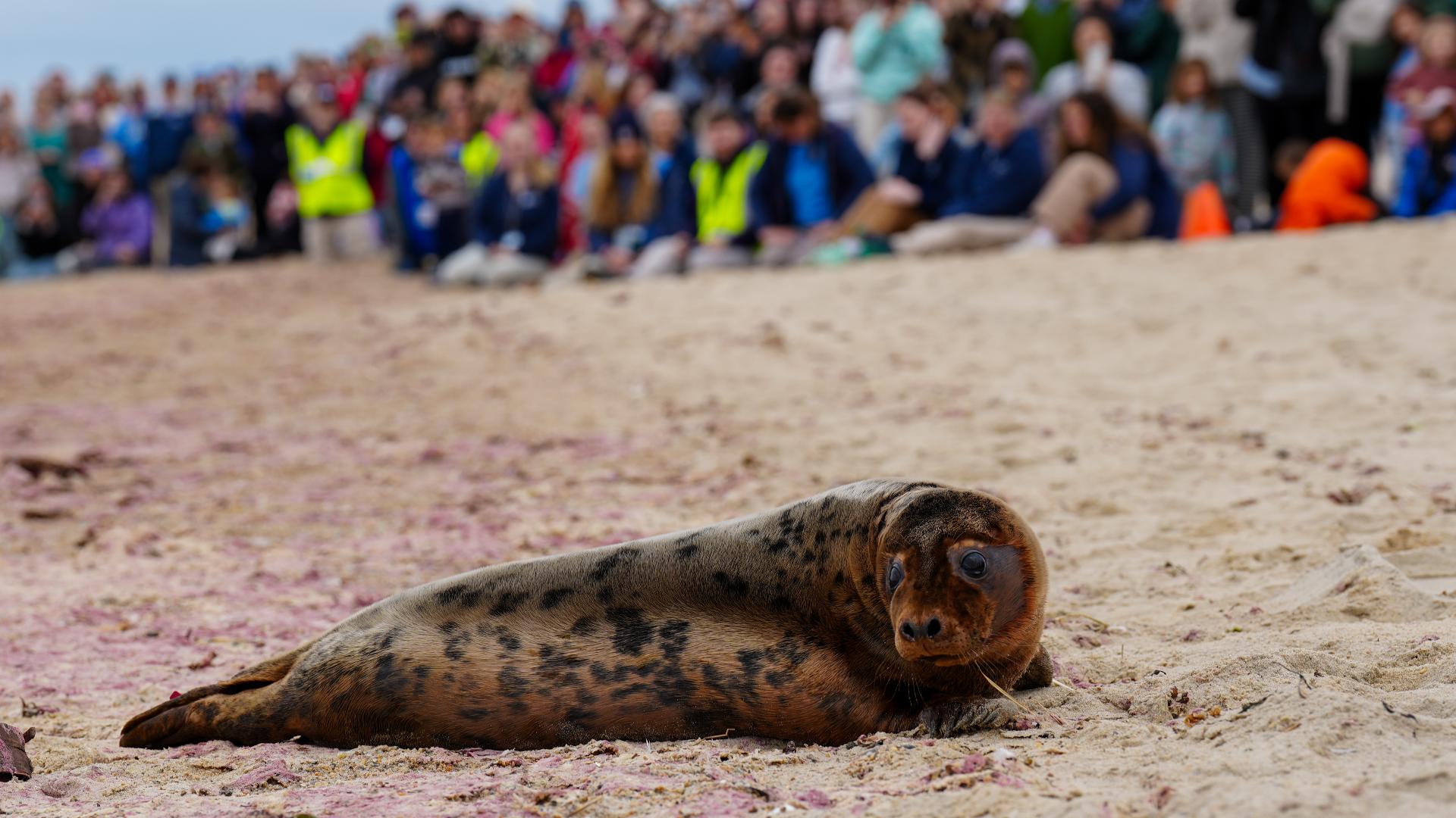 6 gray seals rehabilitated by Mystic Aquarium return to Atlantic Ocean ...