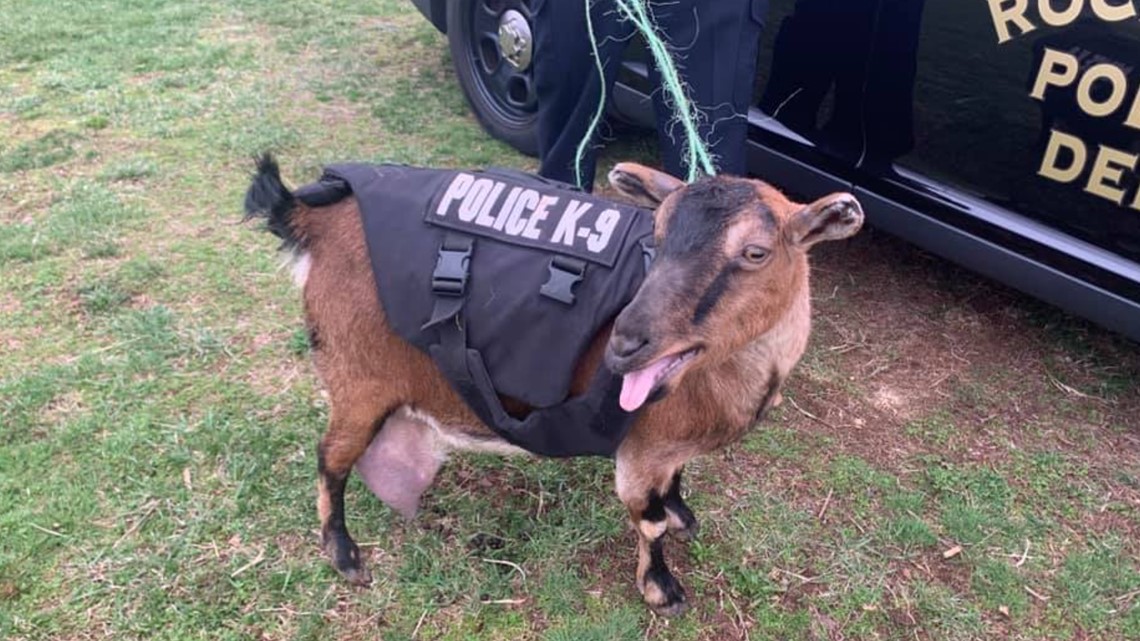 Rocky Hill PD introduces its newest patrol animal. Meet Bonnie the goat ...