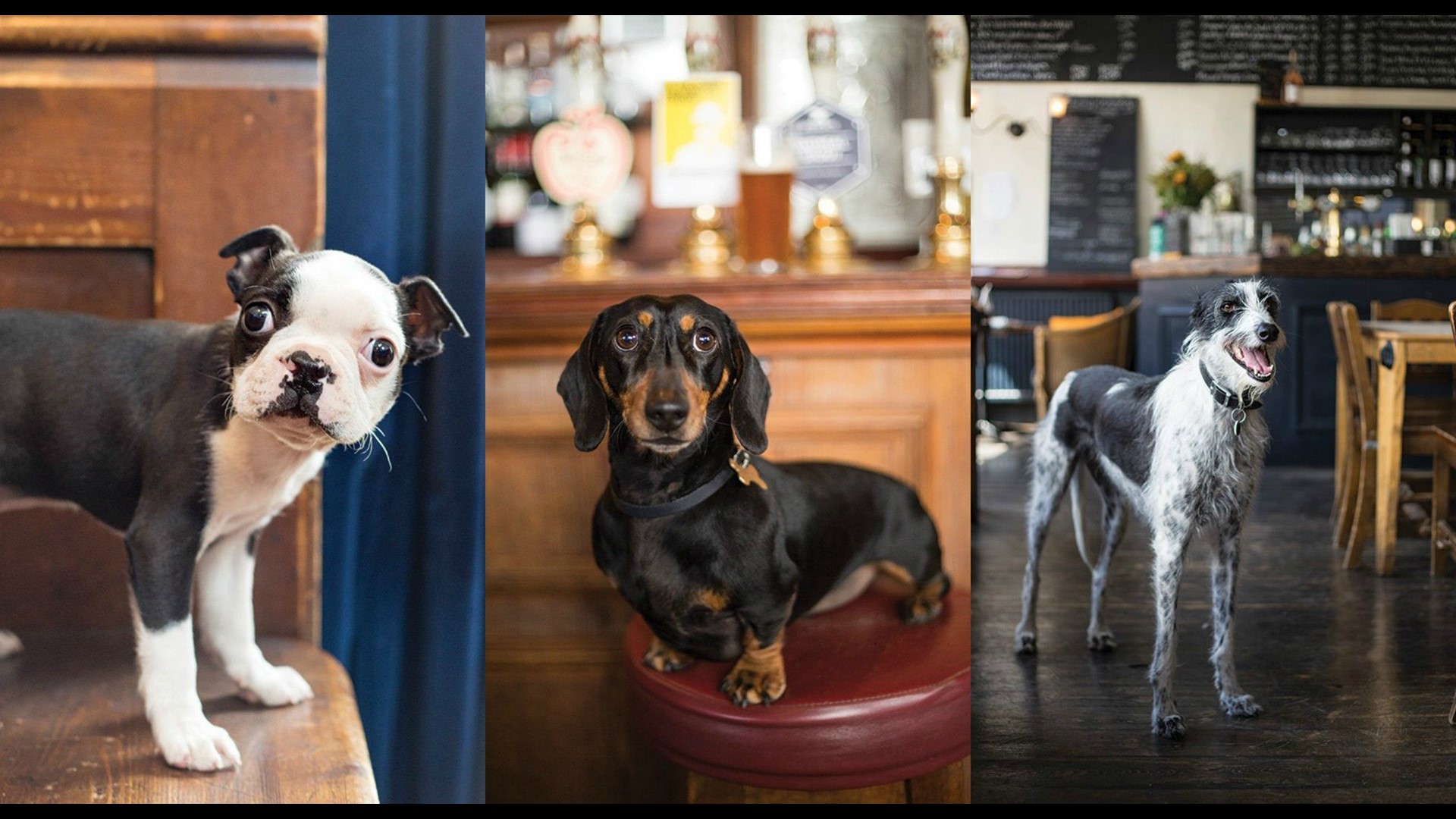Beers and belly rubs: Meet London’s pub dogs | fox61.com