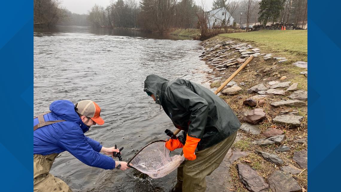Conn. DEEP stocking up waterways with fish | fox61.com