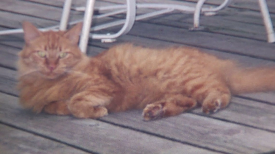 30-year-old cat dies after being shot with BB gun | fox61.com