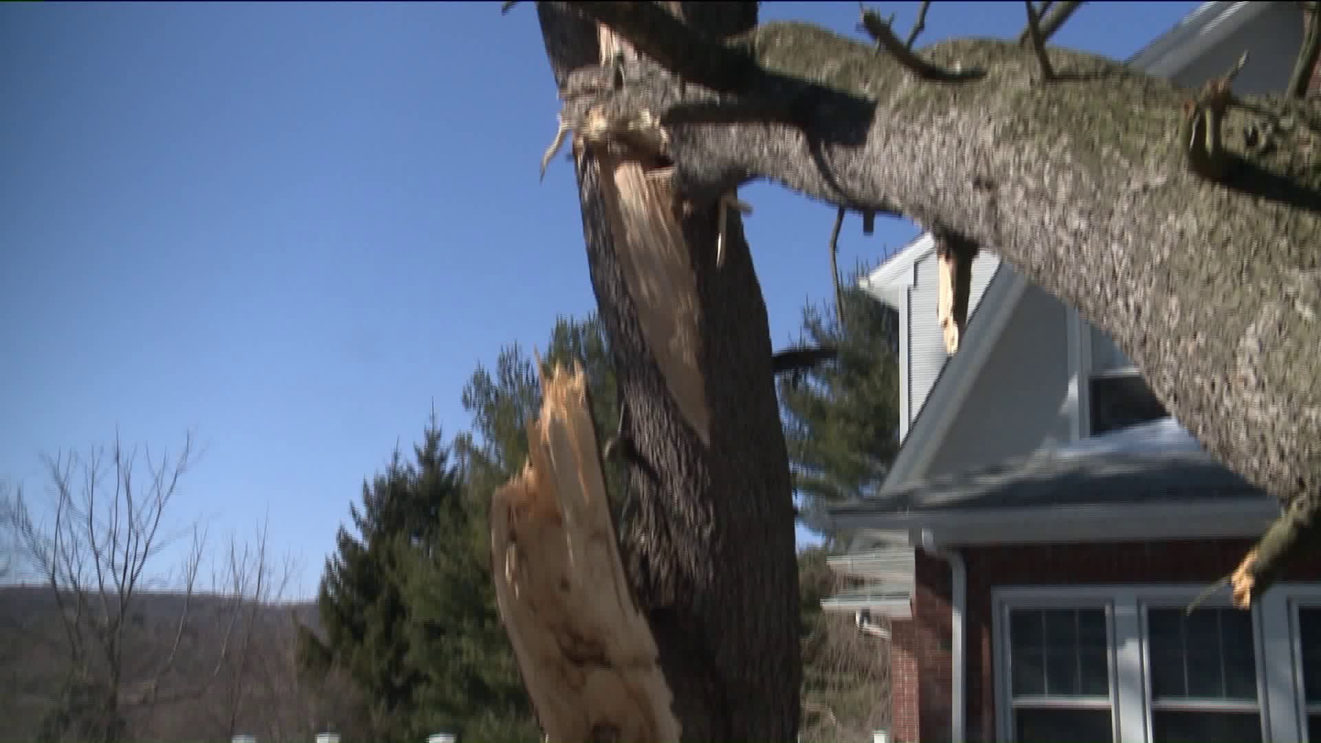 Winds knock down trees across the state | fox61.com