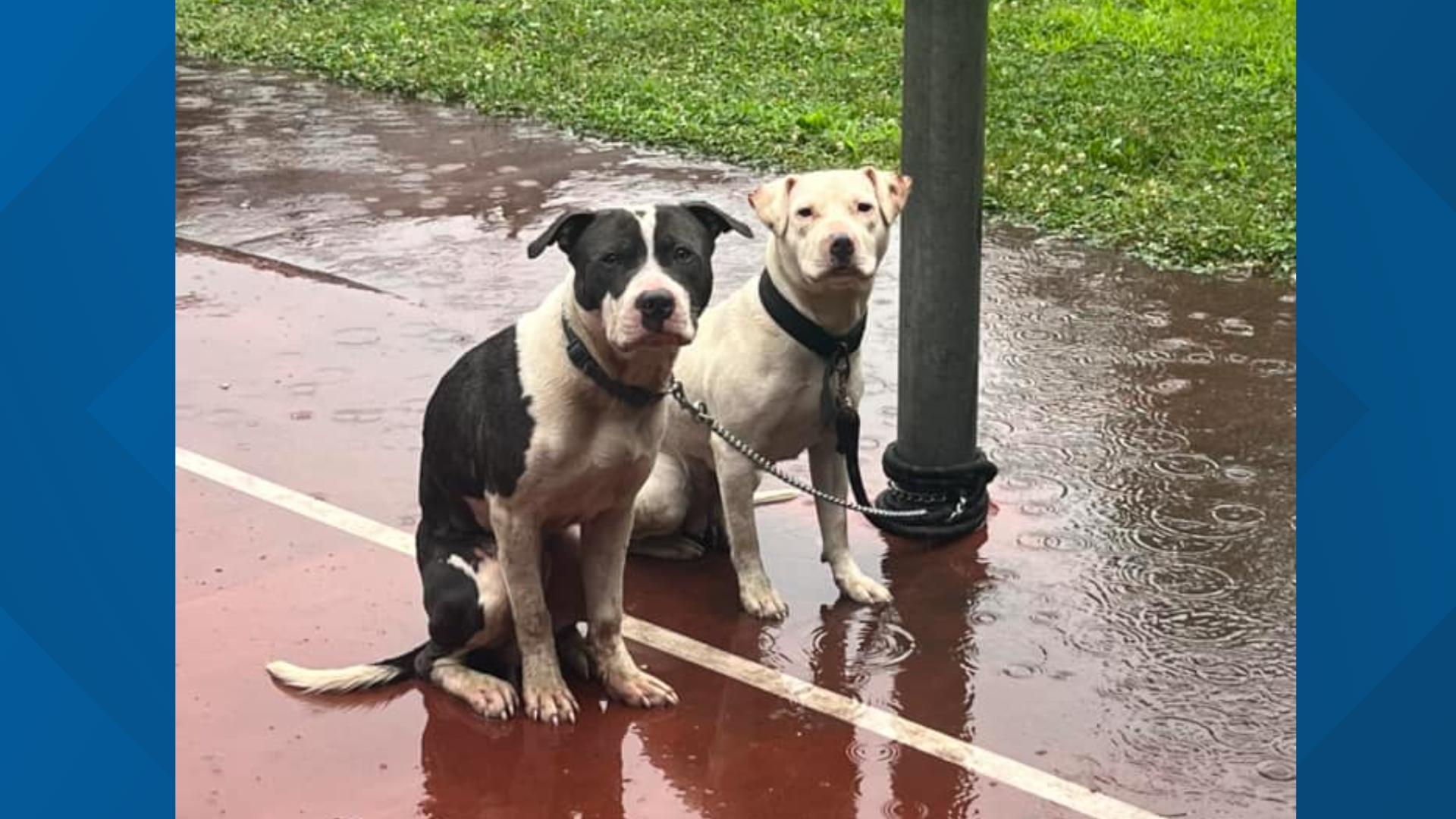 Dogs found tied to pole in Manchester, Conn: Animal Control | fox61.com