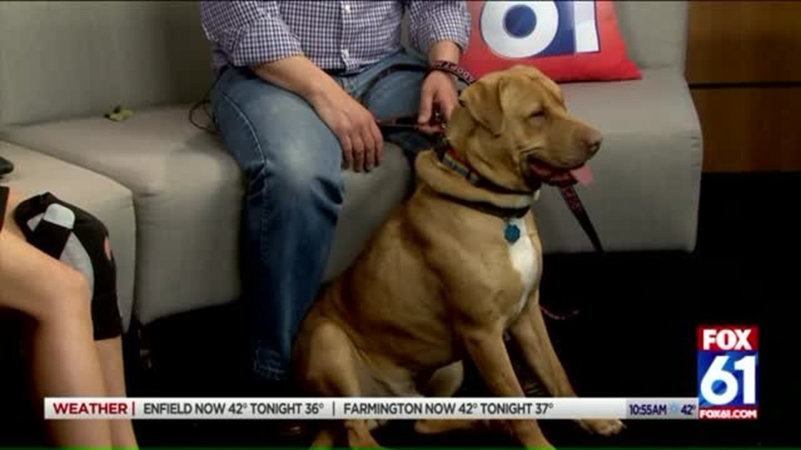 Pet of the Week: Harley | fox61.com
