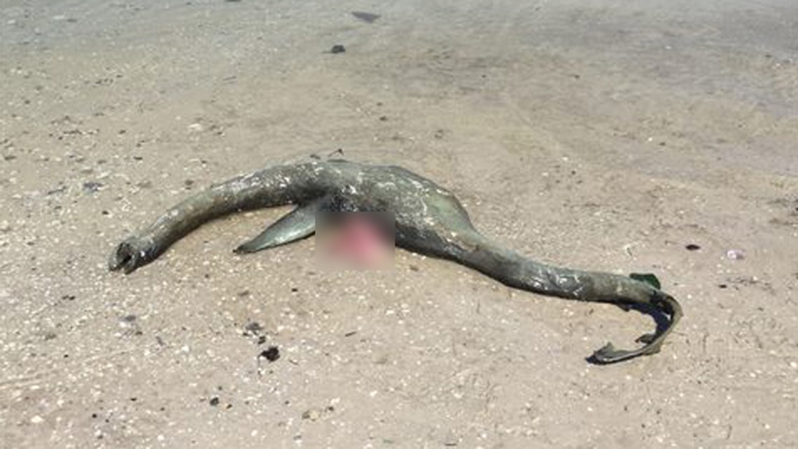 Strange ‘Loch Ness-type thing’ washes ashore on Georgia beach | fox61.com