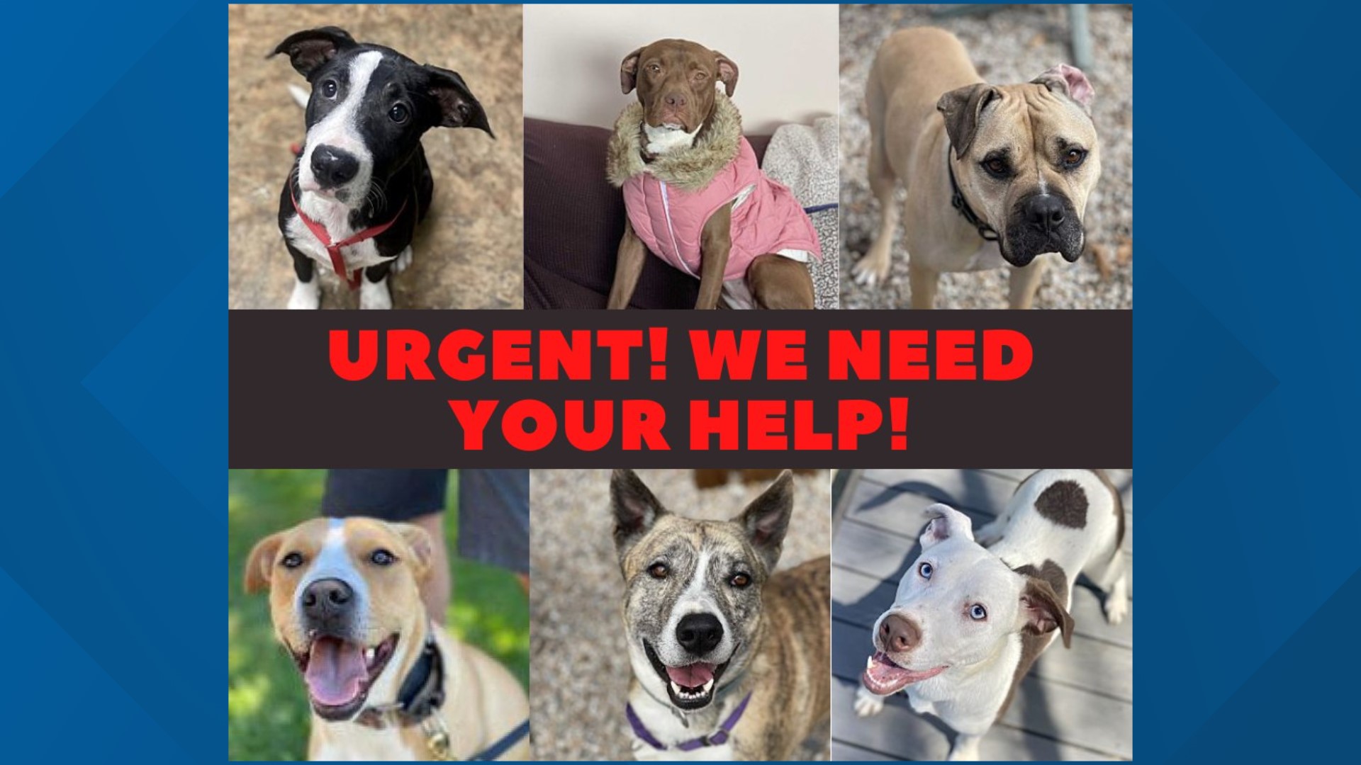 Middlebury dog shelter needs all dogs adopted due to closure | fox61.com