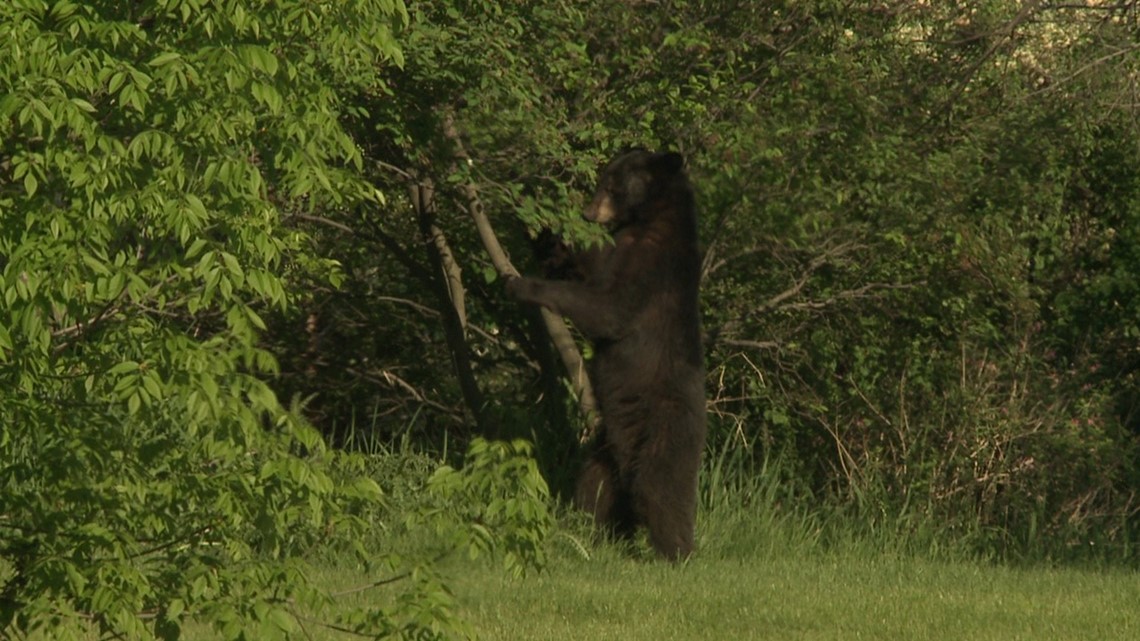 Bear crashes TV news live shot | fox61.com