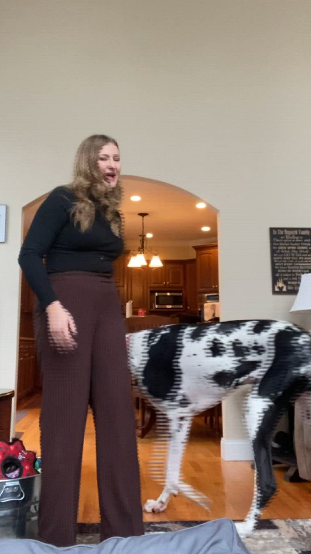 Minnie, a great dane from Ledyard, crowned Guinness World's Tallest ...