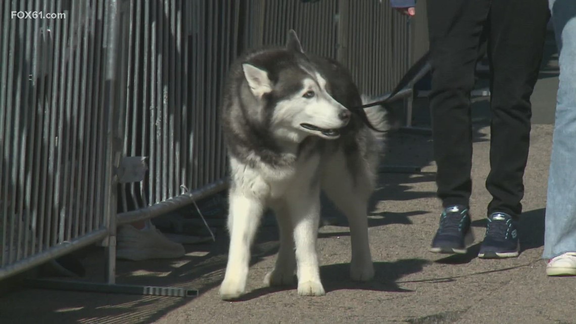 UConn mascot Jonathan flying to Houston for Final Four | fox61.com