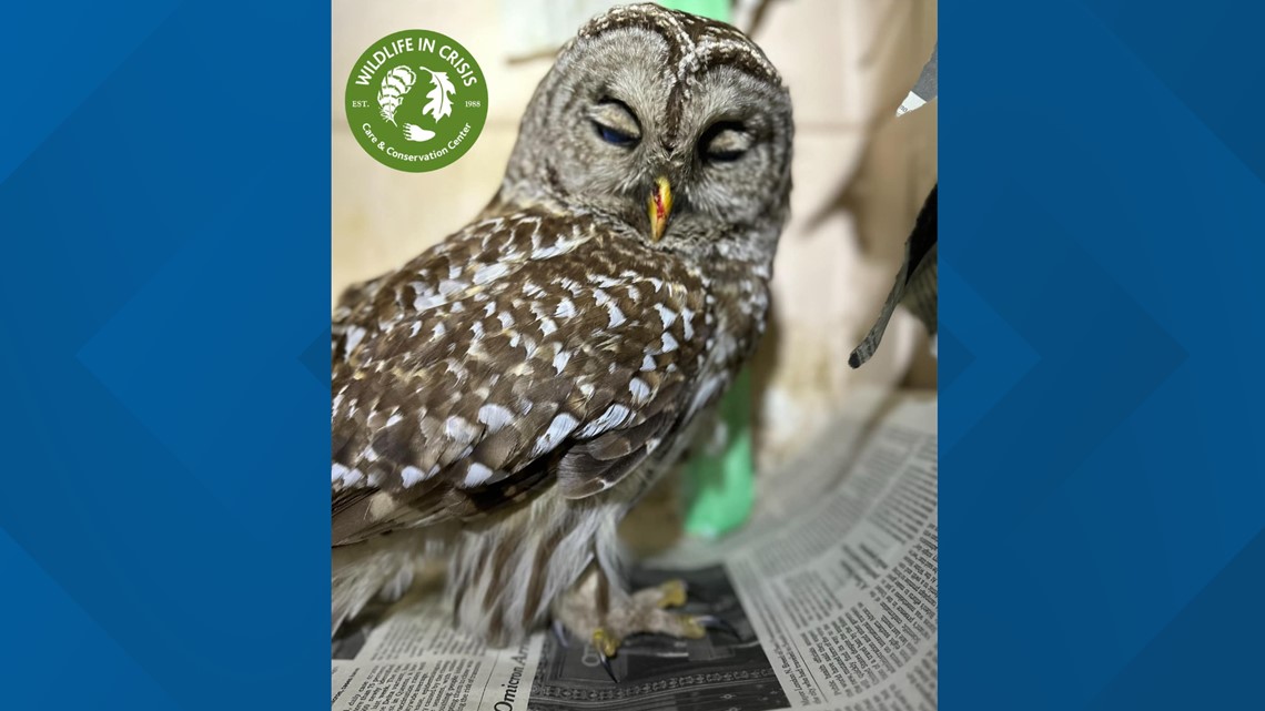 Police rescue baby owl from roadway in Westport | fox61.com