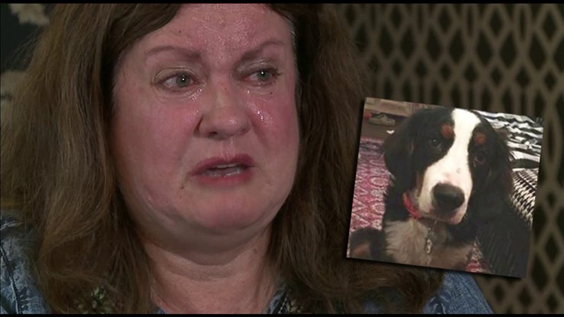 Family dog dies at boarding facility after being left outside in the ...