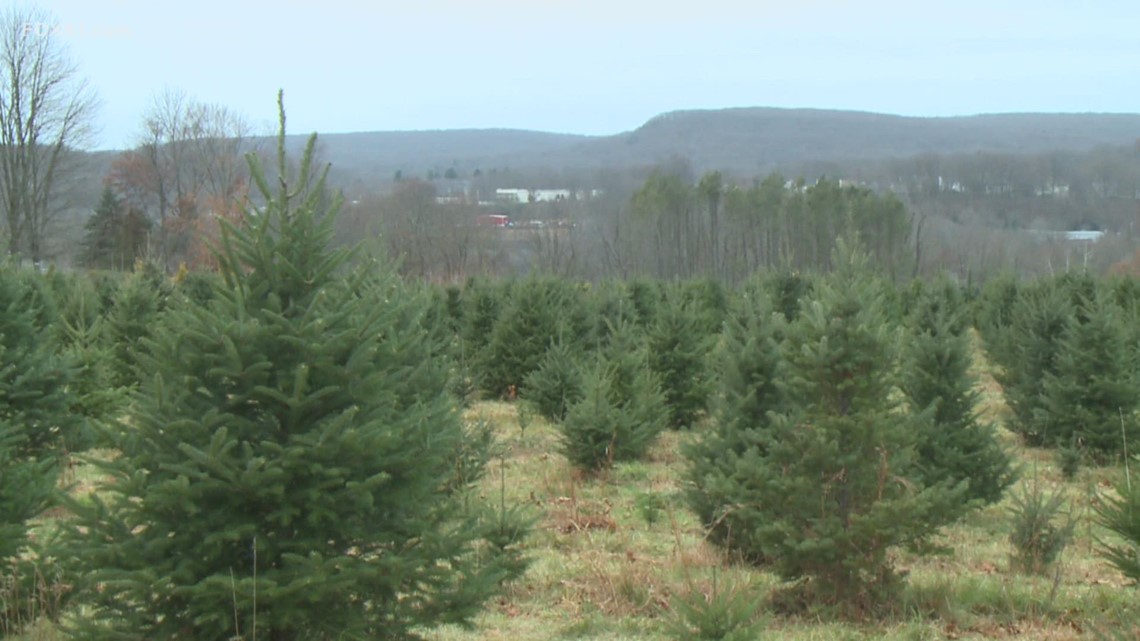 Conn. Christmas tree farms affected by past years droughts | fox61.com
