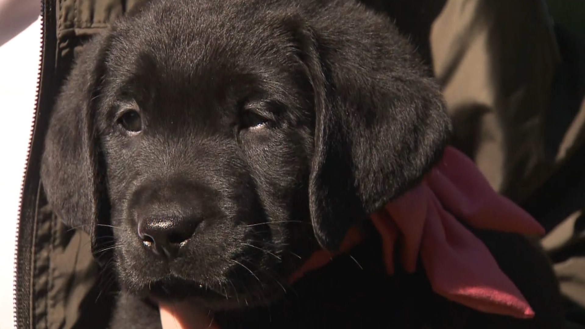 1 day left to choose a name for FOX61's NEADS dog | fox61.com