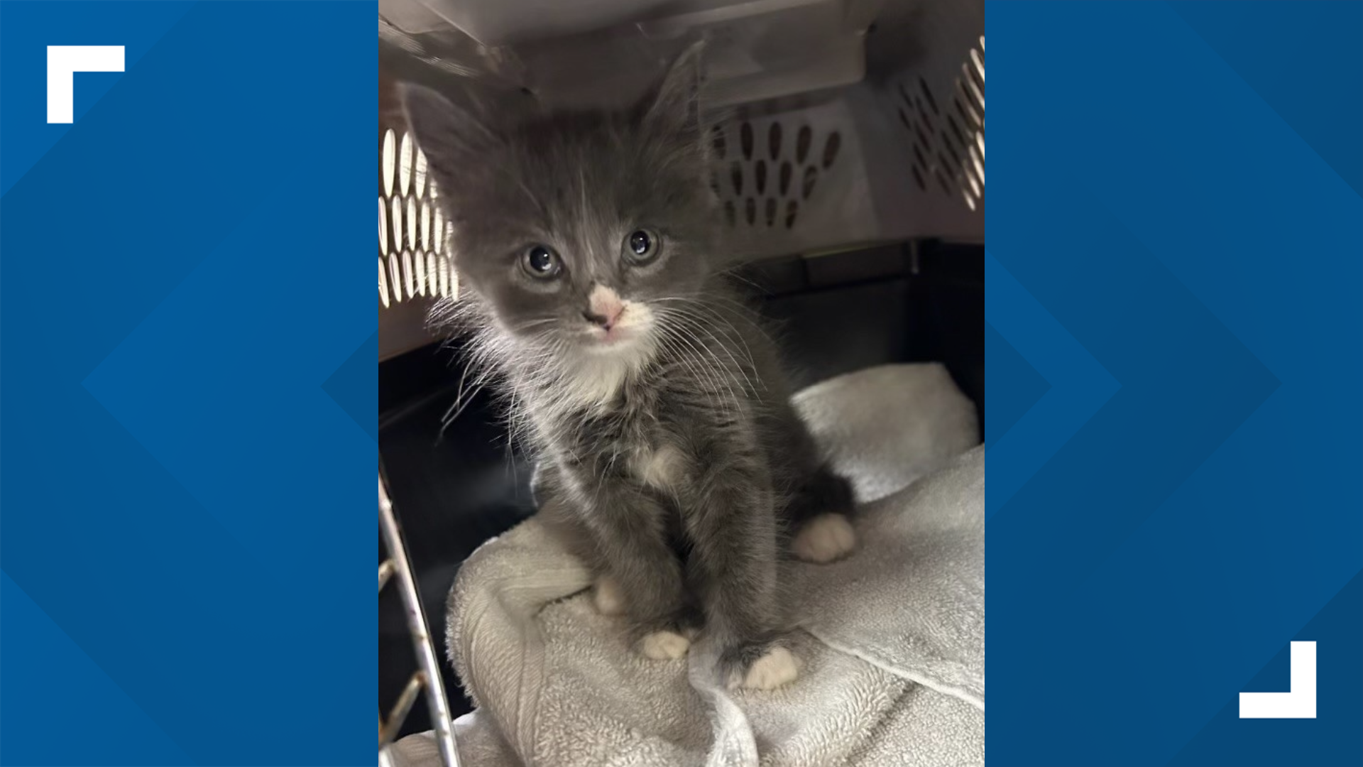 Connecticut kitten mystery solved | 10tv.com