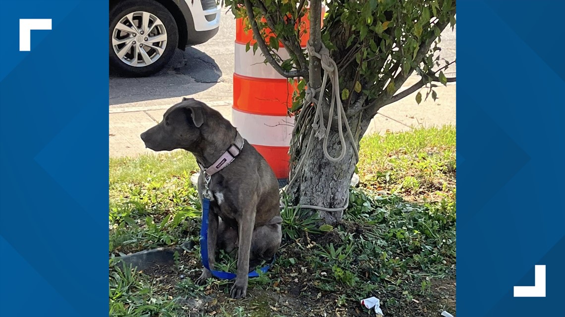 Manchester Animal Control searching for abandoned dog's owner | fox61.com