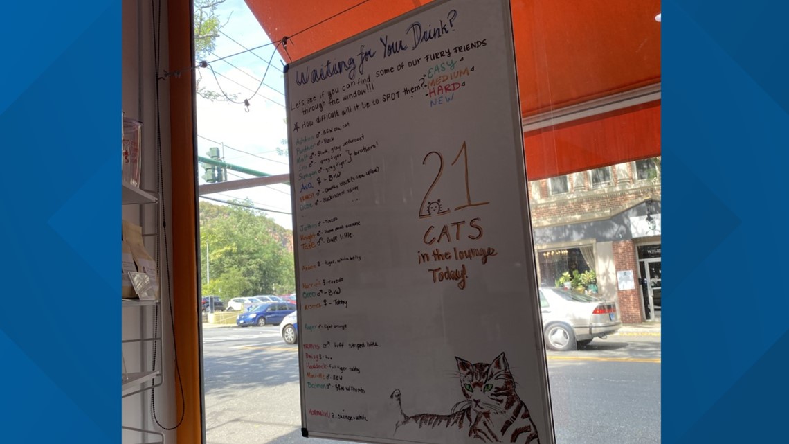 A look at Mew Haven Cat Café, Connecticut's first of its kind | fox61.com