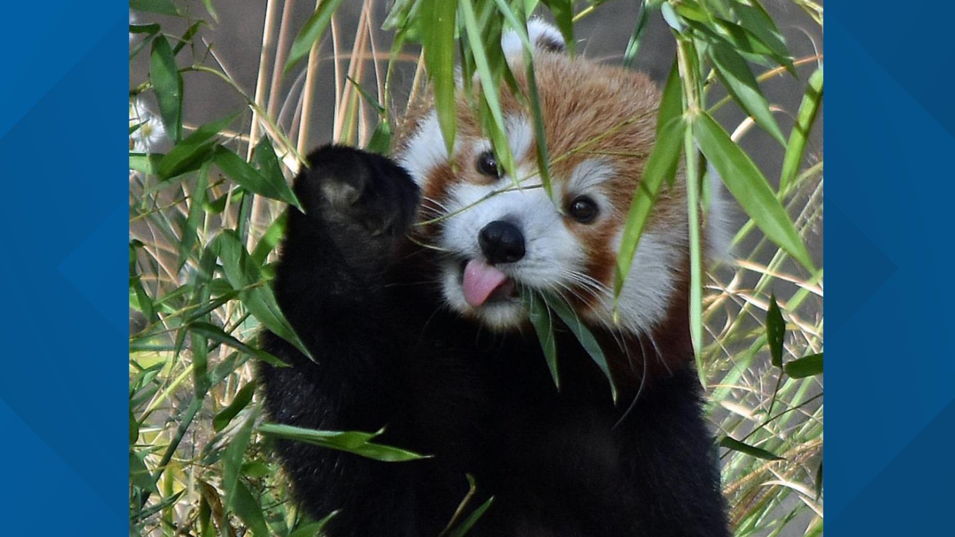 Ponya the red panda arrives at Connecticut's Beardsley Zoo in ...