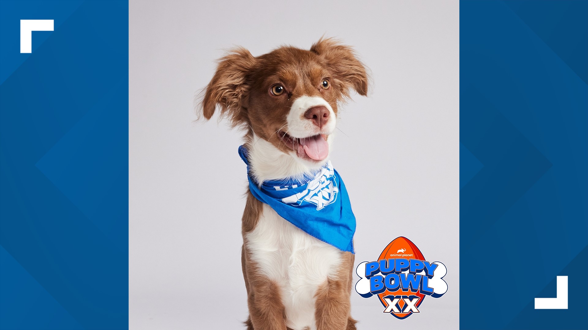 Here are the 14 puppies from Conn. competing in Puppy Bowl XX | fox61.com