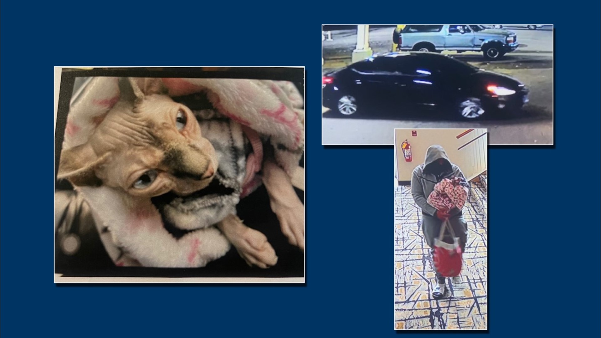 Cat stolen during hotel robbery in Shelton | fox61.com