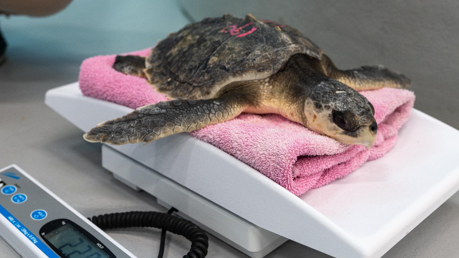 Mystic Aquarium to release 2 sea turtles into Rhode Island ocean ...