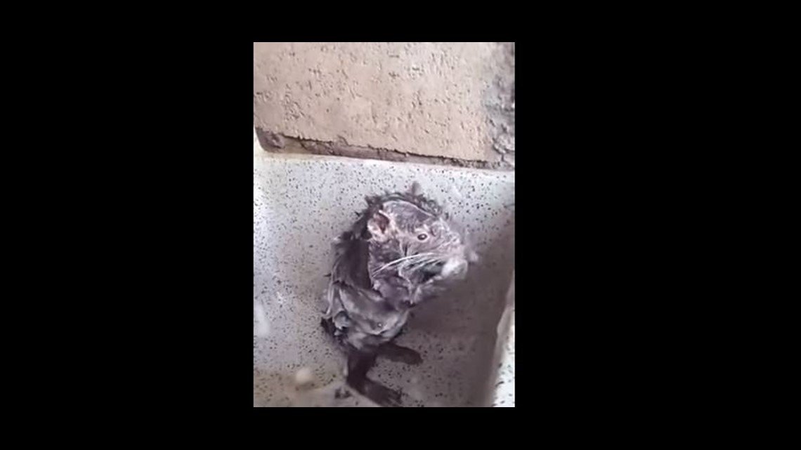 VIDEO: Showering rat takes the internet by storm | fox61.com