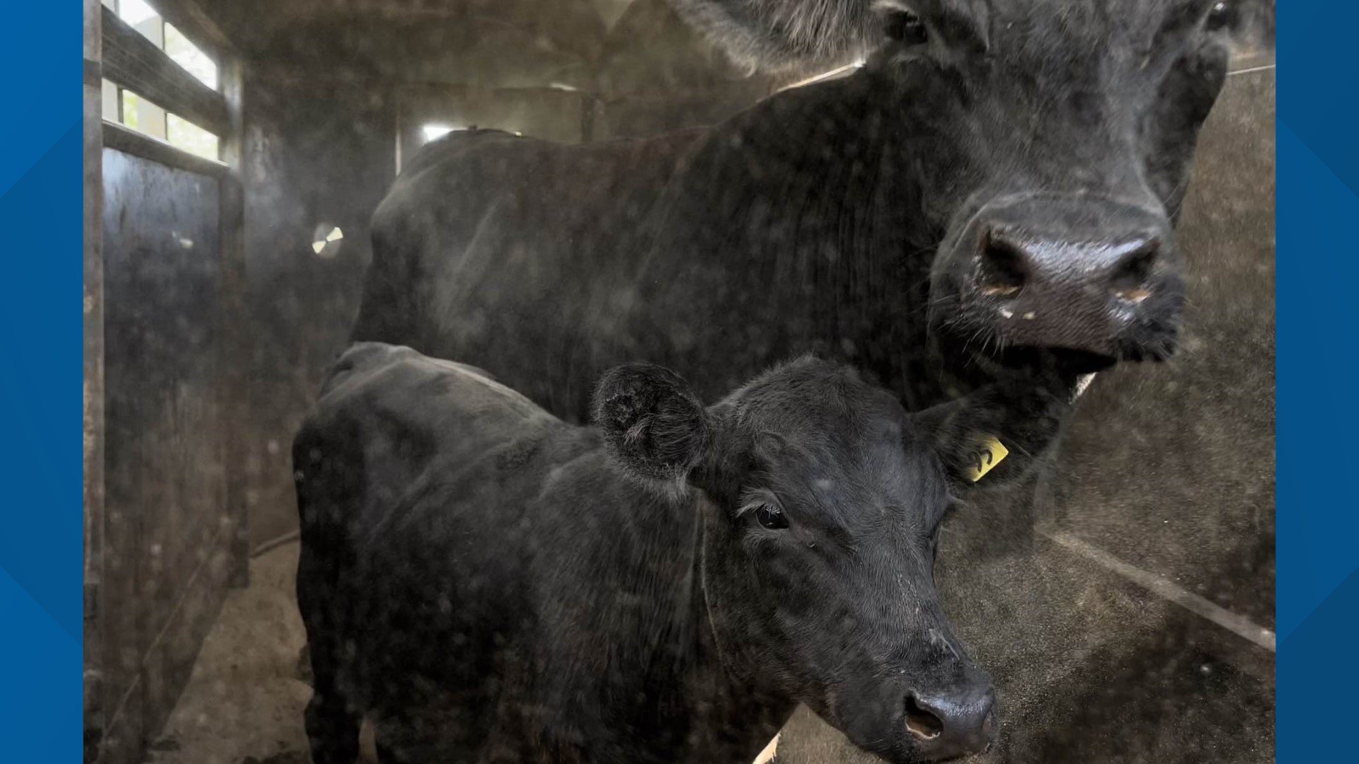 CT Cow family saved | fox61.com