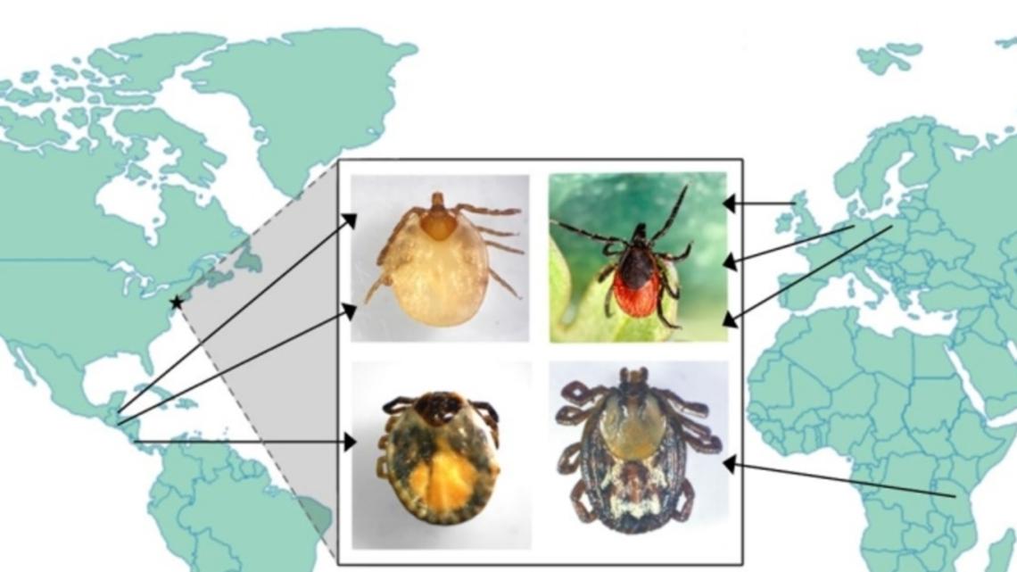 4 exotic tick species 'hitchhiked' to CT on human travelers | fox61.com