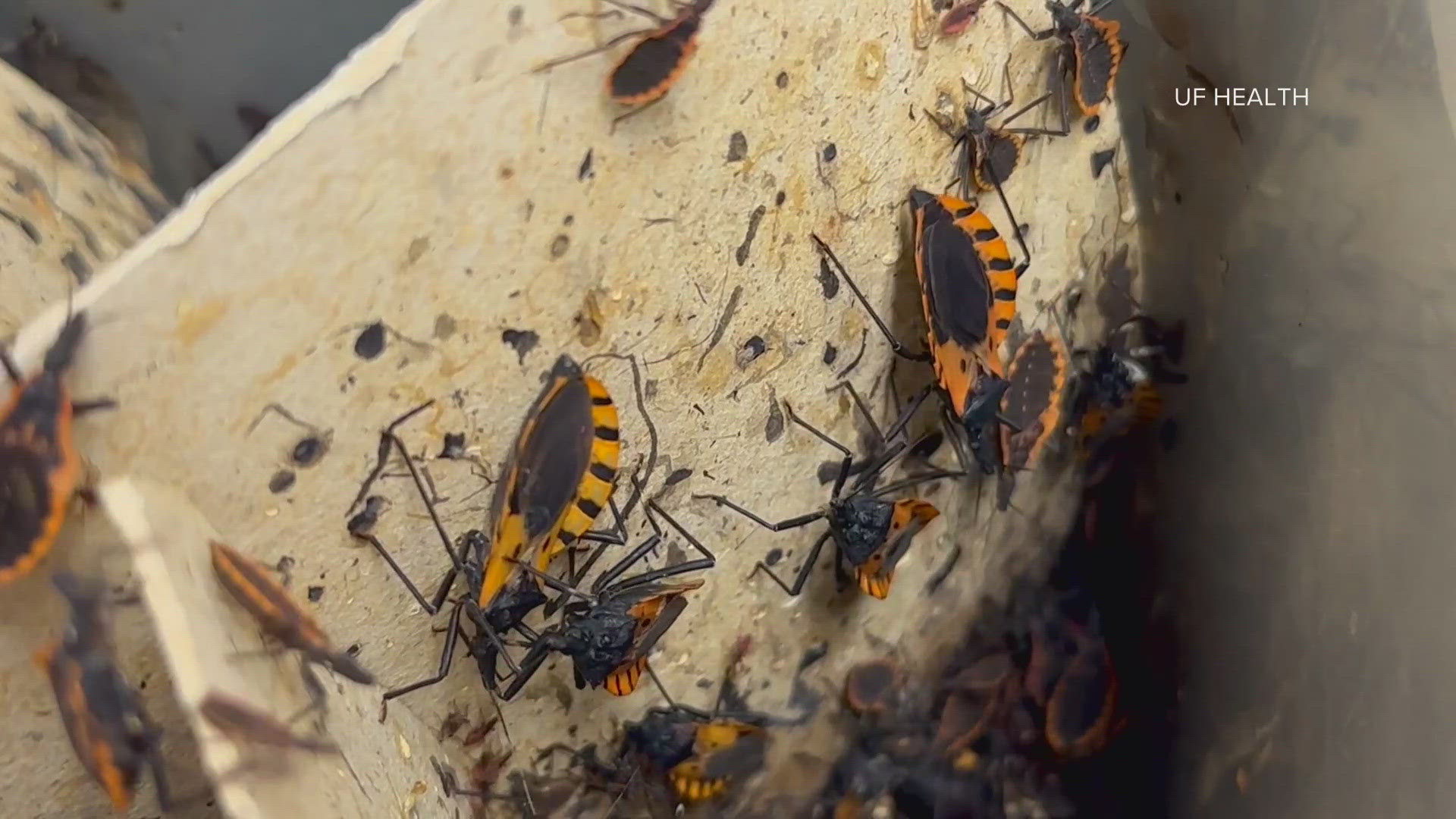 CDC warns of deadly bug disease that has been reported in Arkansas | 5newsonline.com