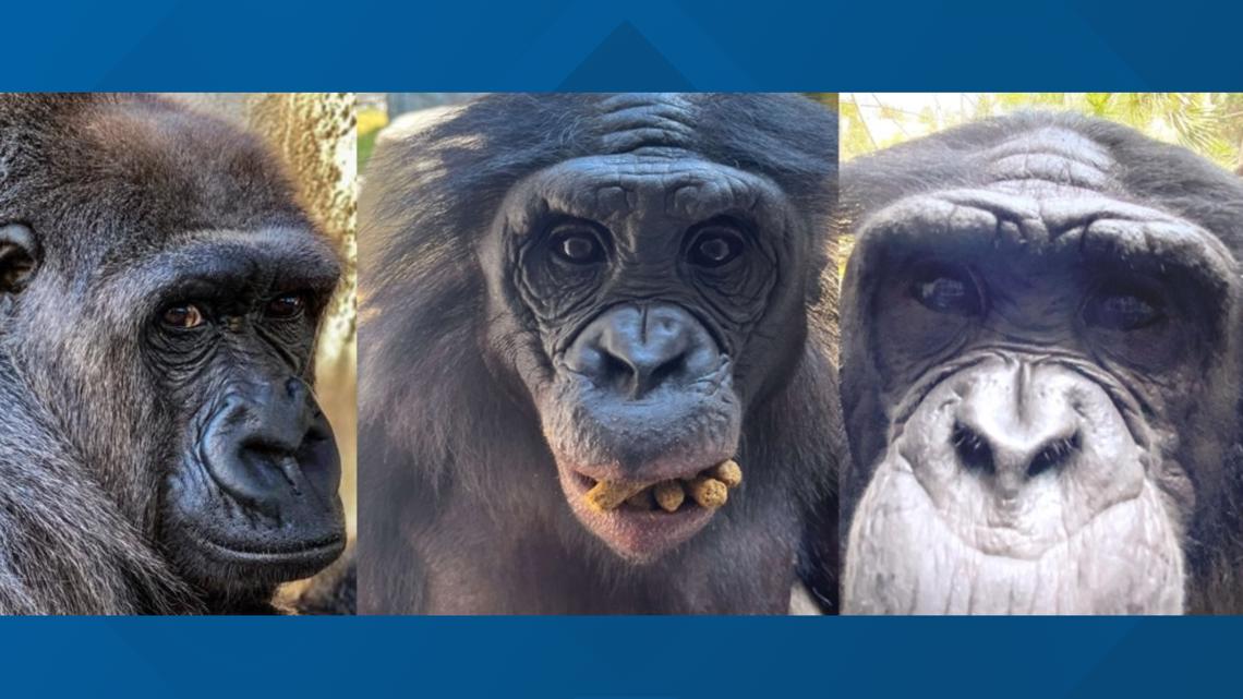 Jacksonville Zoo addresses infection that killed 3 primates | wthr.com