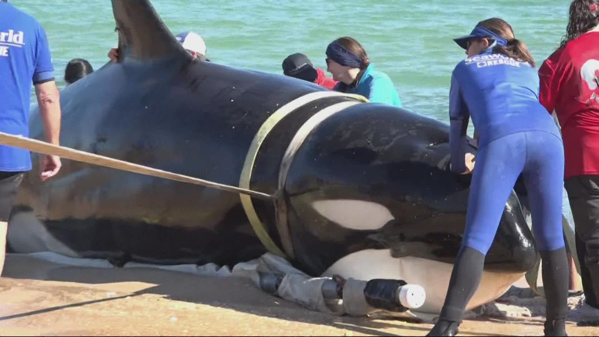 Expert: Orca found in Flagler County is first ever recorded stranding ...