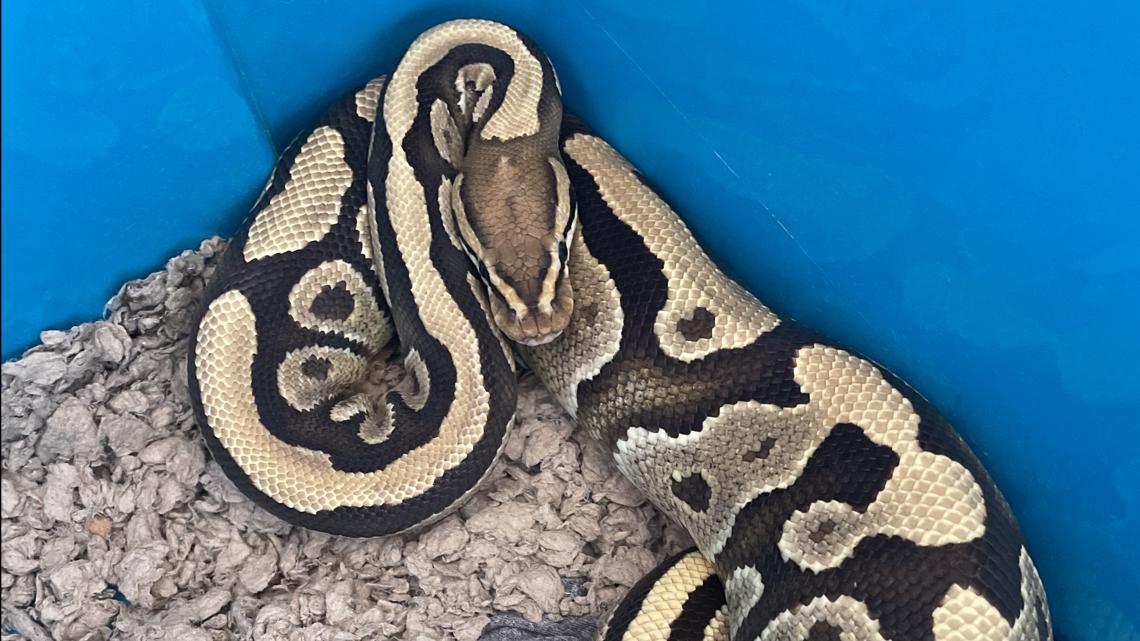 20+ ball pythons found in a St. Augustine neighborhood in July | wthr.com