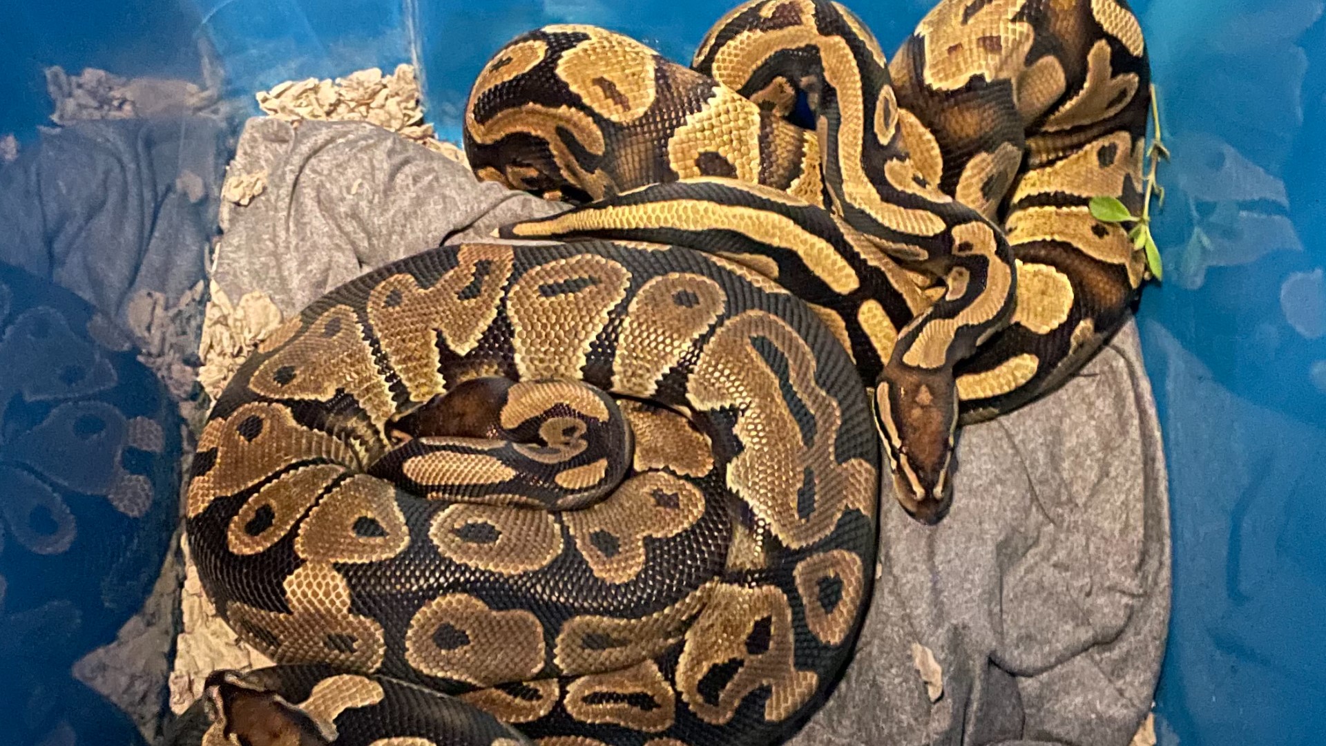 20+ ball pythons found in a St. Augustine neighborhood in July | wthr.com