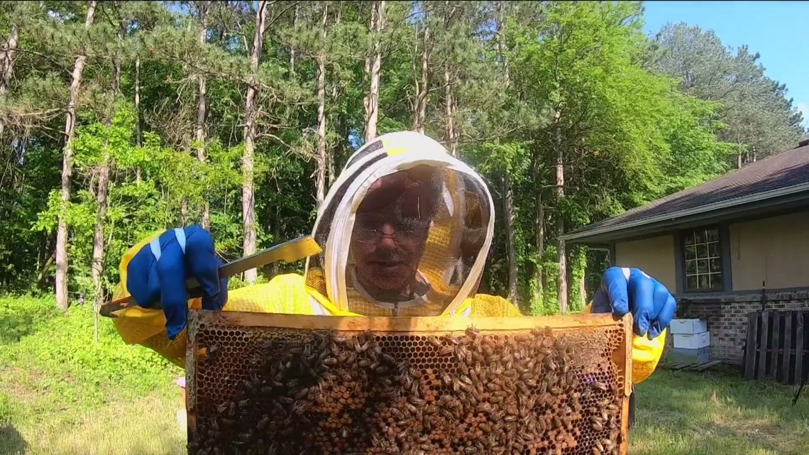Why are bees important? Northwest Ohio beekeeper explains | wqad.com