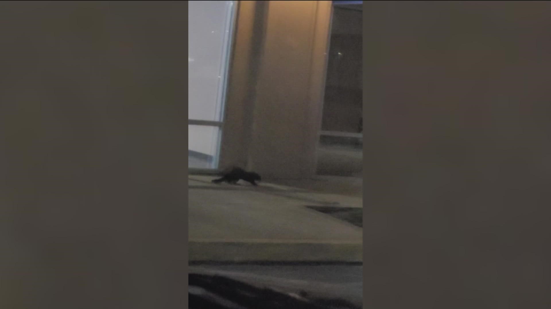 WATCH: Mink loose in downtown Van Wert | 10tv.com