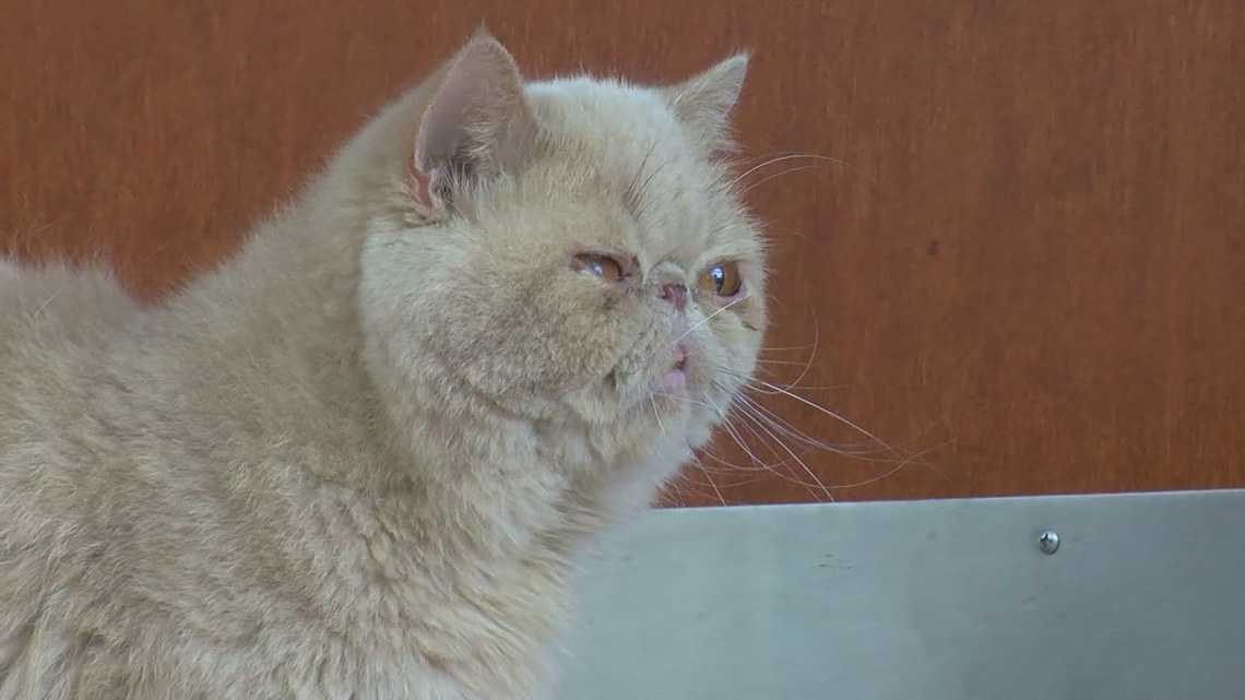 PETA says locker room cat 'Pudge' should stay home from games | wthr.com