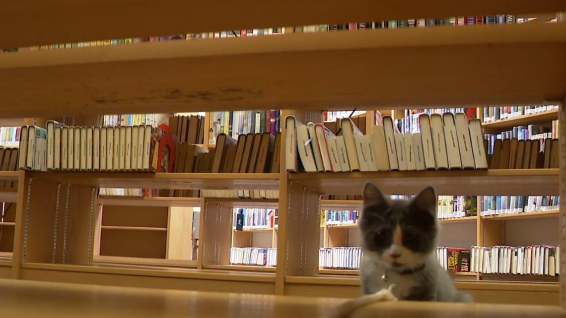 Benny the cat: Swanton Public Library's newest employee | 10tv.com