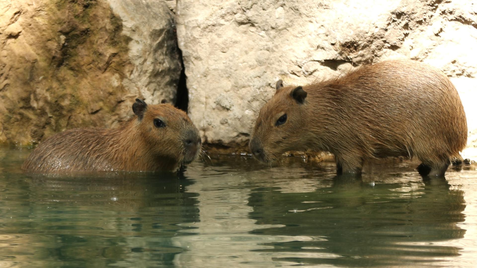 Meet capybaras at this interactive wildlife park | wqad.com