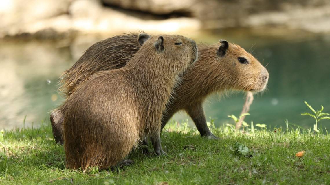Meet capybaras at this interactive wildlife park | wqad.com