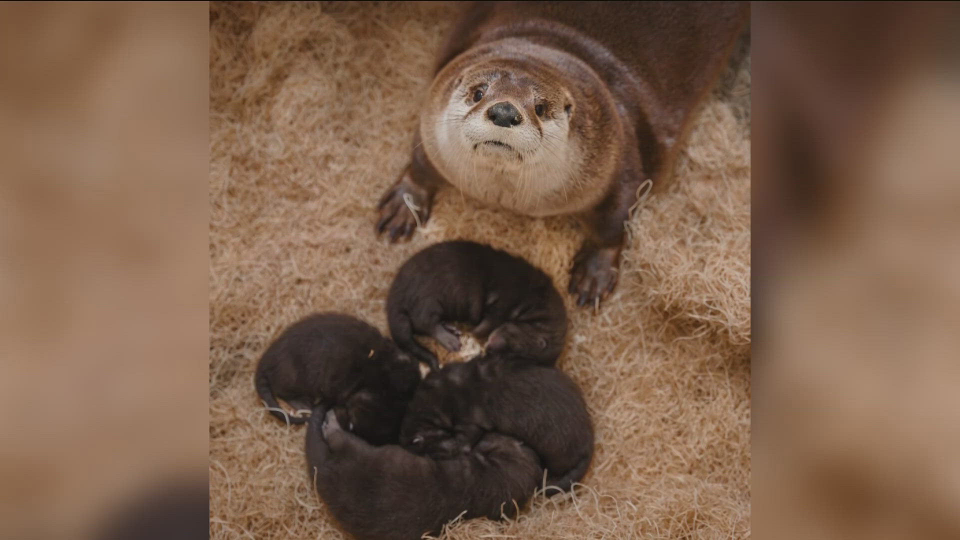 Baby river otters born at Toledo Zoo | 10tv.com