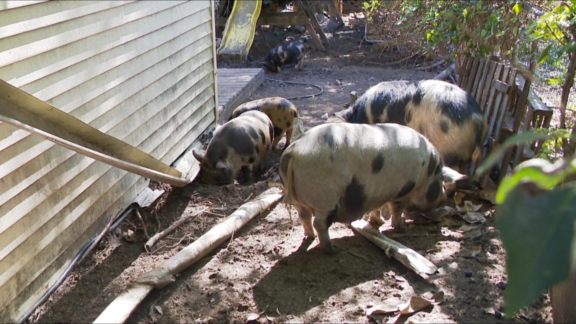 Whole Hog: Pigs cause may-ham after escaping their home | wthr.com