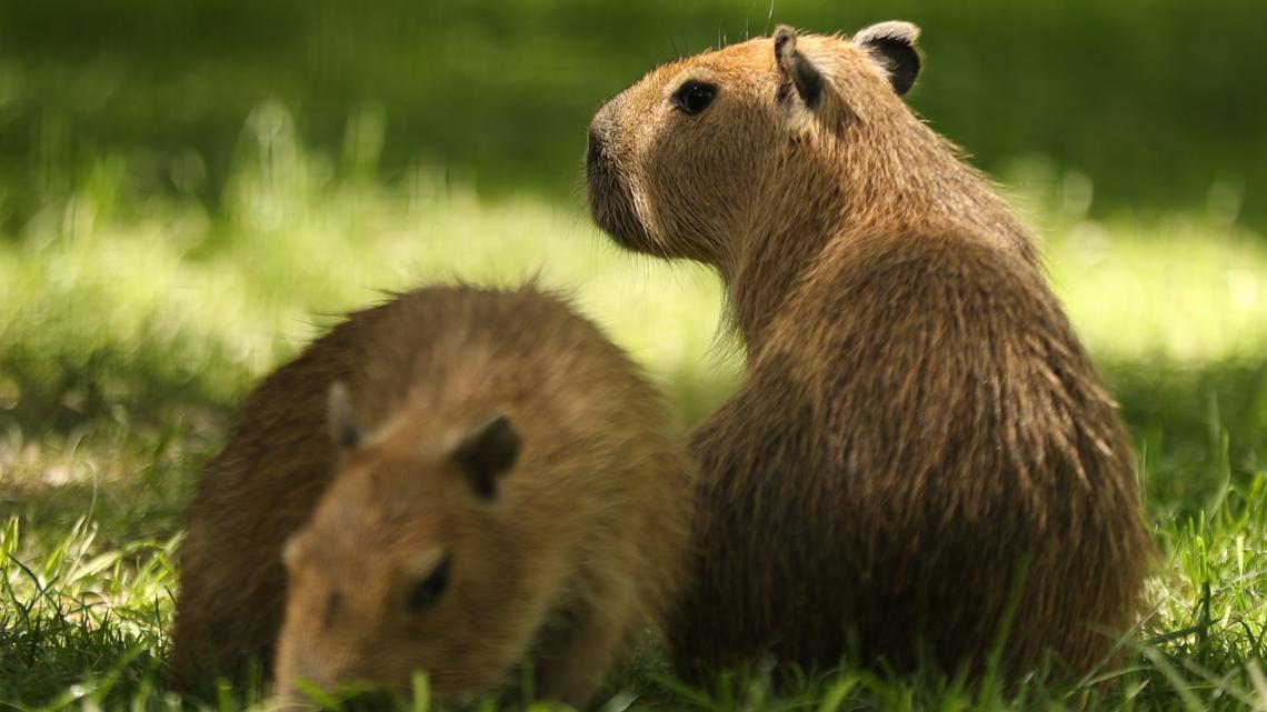 Meet capybaras at this interactive wildlife park | wqad.com