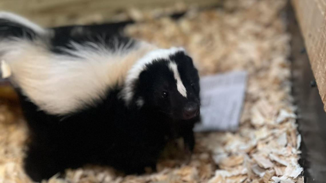 Rabid skunk found in Colchester prompts warning | fox61.com